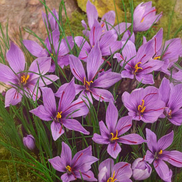 Saffron Growing Instructions | How to Plant & Care for Crocus Sativus ...